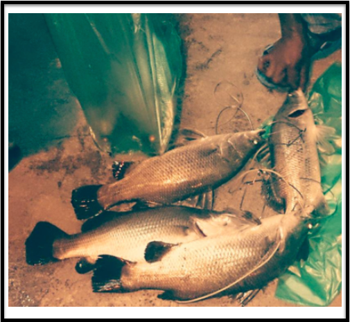 Green Paradise Fishing Pond, Rawang – The Milkfish Lady Official Website